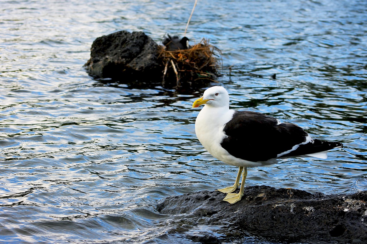 200+ Free Birds Of New Zealand & New Zealand Images - Pixabay