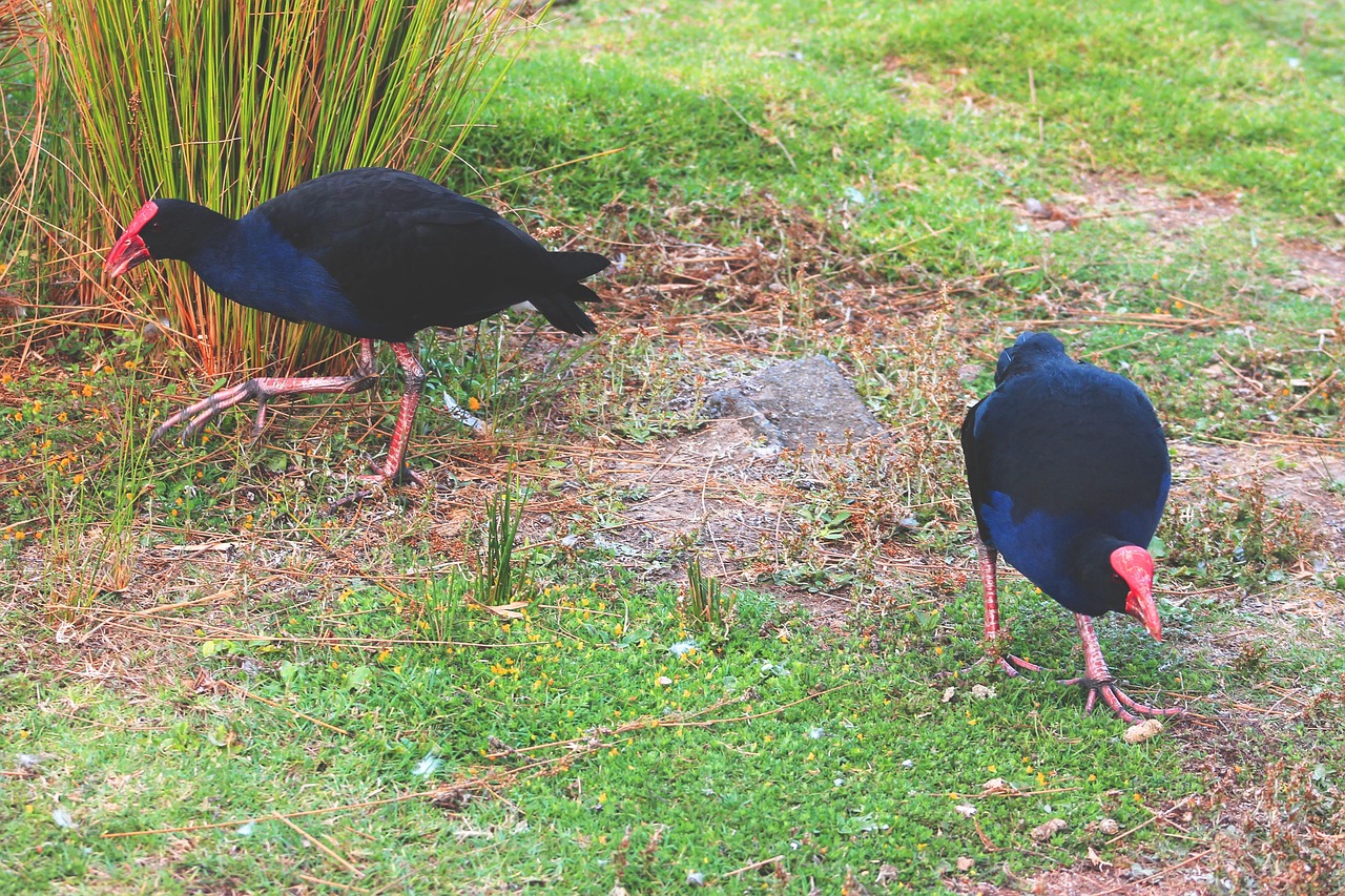 100000+ gratis bilder av Birds og Natur - Pixabay