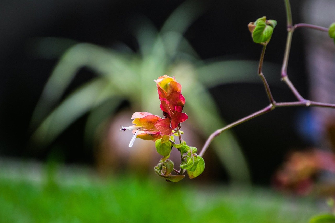 Earth Hour Flower Nature - Free photo on Pixabay