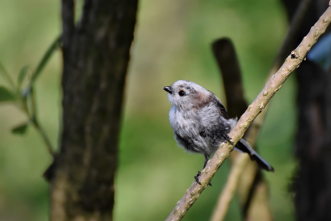 Long Tailed Tit Songbird Bird - Free photo on Pixabay