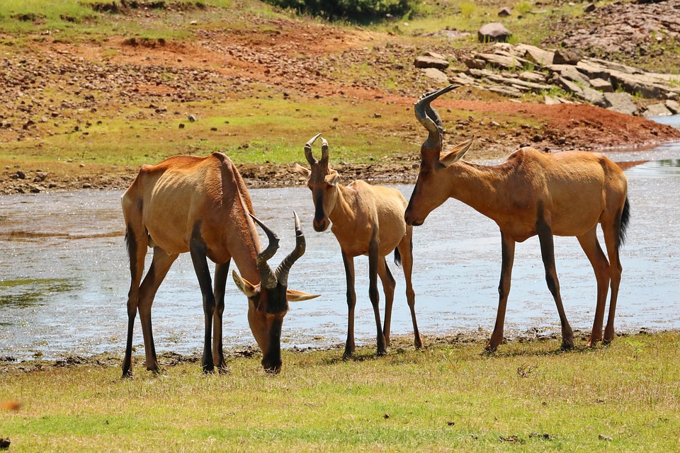 Red Hartebeest Antelopes - Free photo on Pixabay