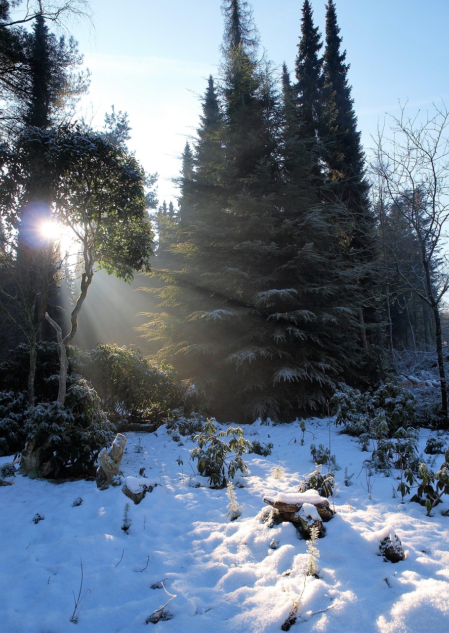 Nature Hiver Neige - Photo gratuite sur Pixabay - Pixabay