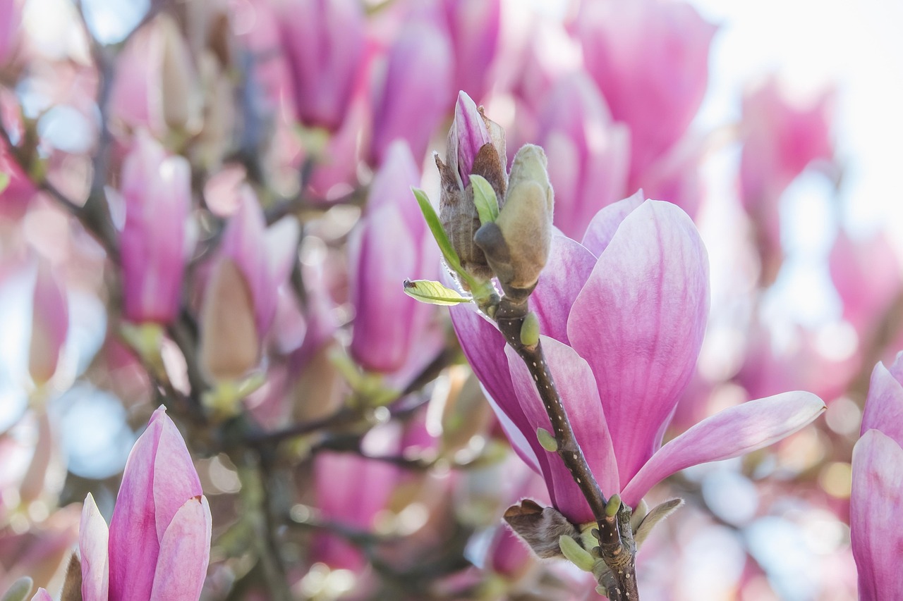 300+ Free Tulip Trees & Nature Images - Pixabay