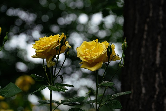 Gul Rose Blomst - Gratis foto på Pixabay - Pixabay