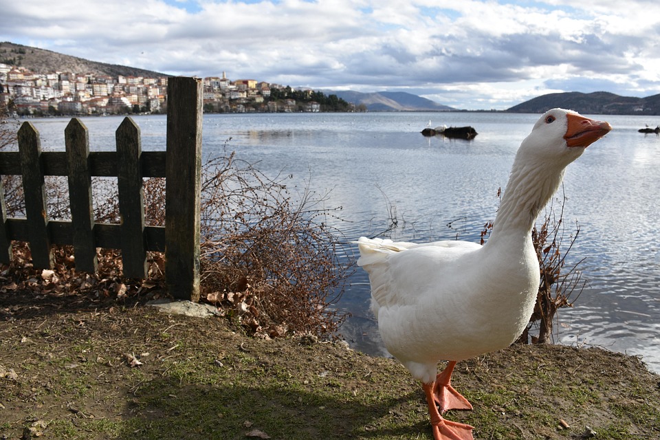 Kastoria Duck Greece - Free photo on Pixabay - Pixabay