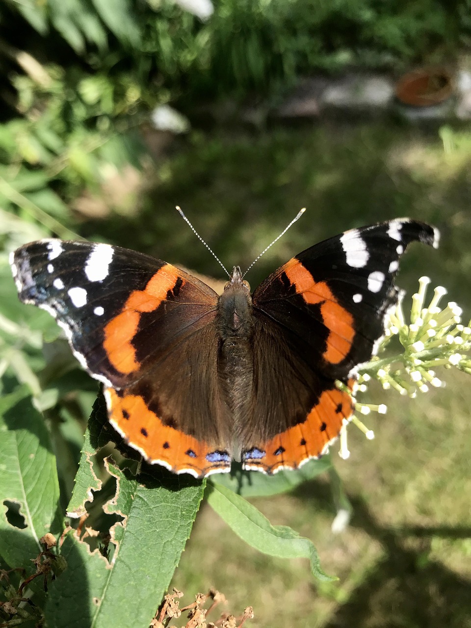 Amiral Papillon Edelfalter - Photo gratuite sur Pixabay - Pixabay