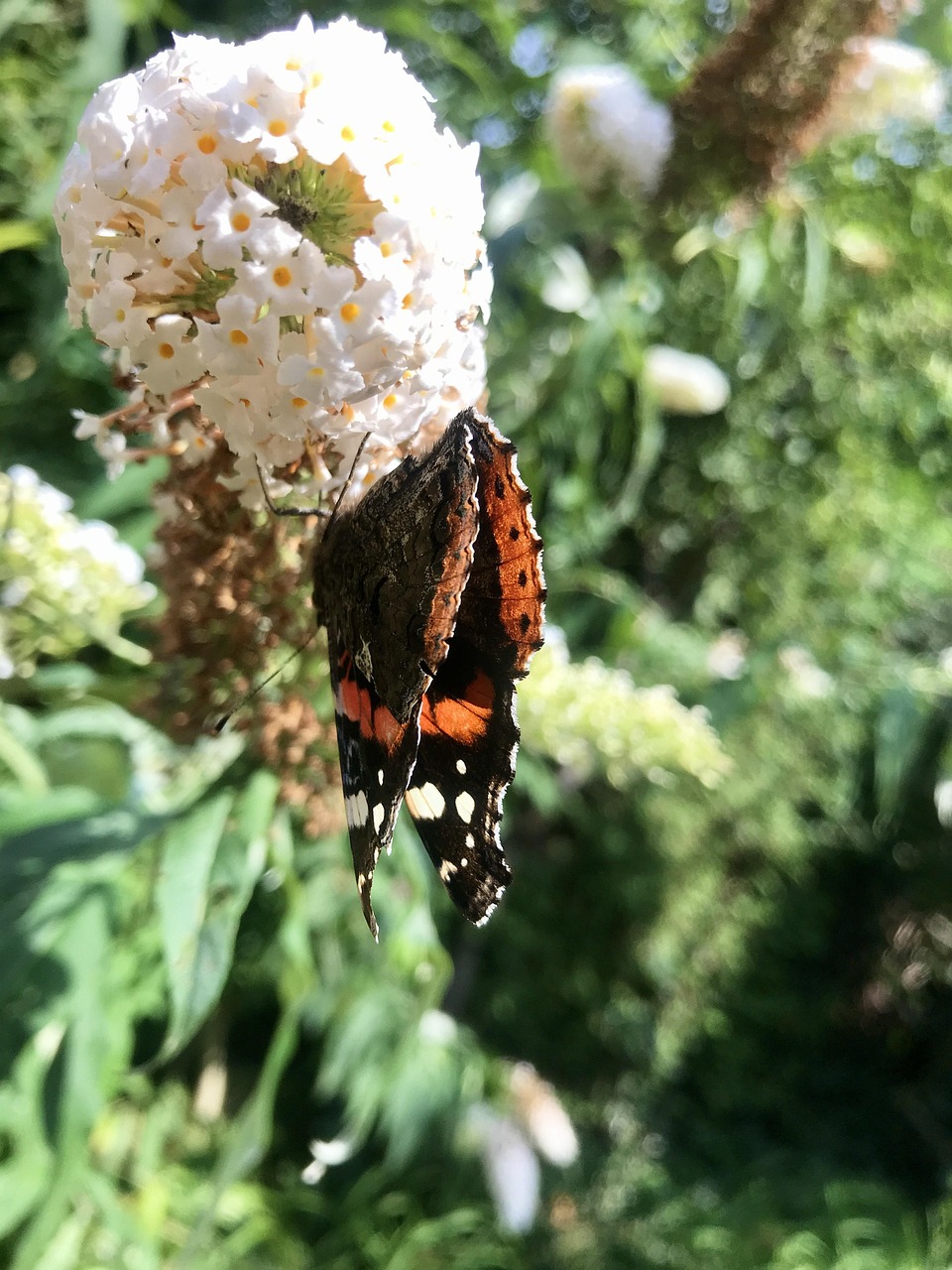 Amiral Papillon Edelfalter - Photo gratuite sur Pixabay - Pixabay