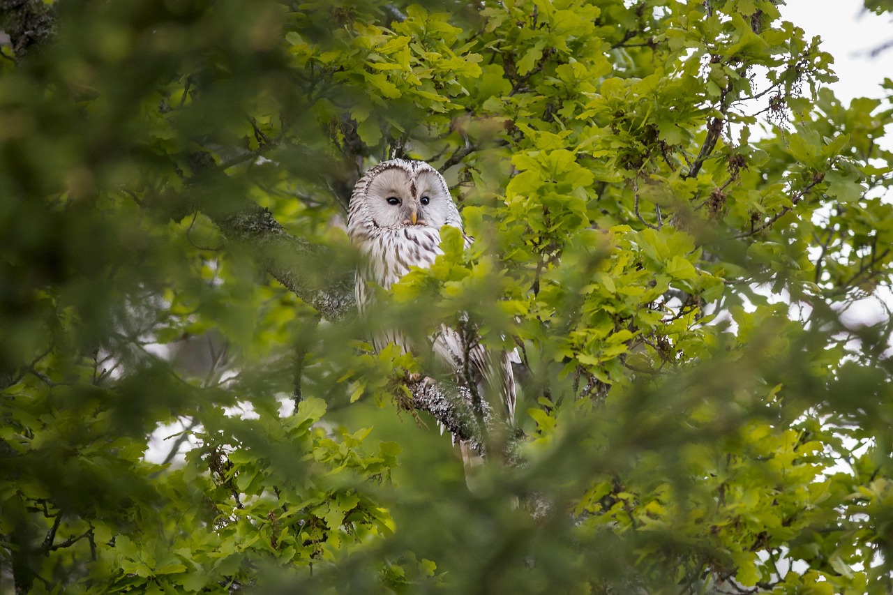 Ural Owl Strix Uralensis Bird Of - Free photo on Pixabay - Pixabay
