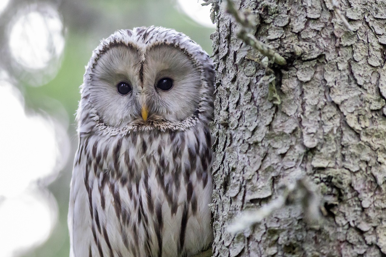 Ural Owl Strix Uralensis Bird Of - Free photo on Pixabay