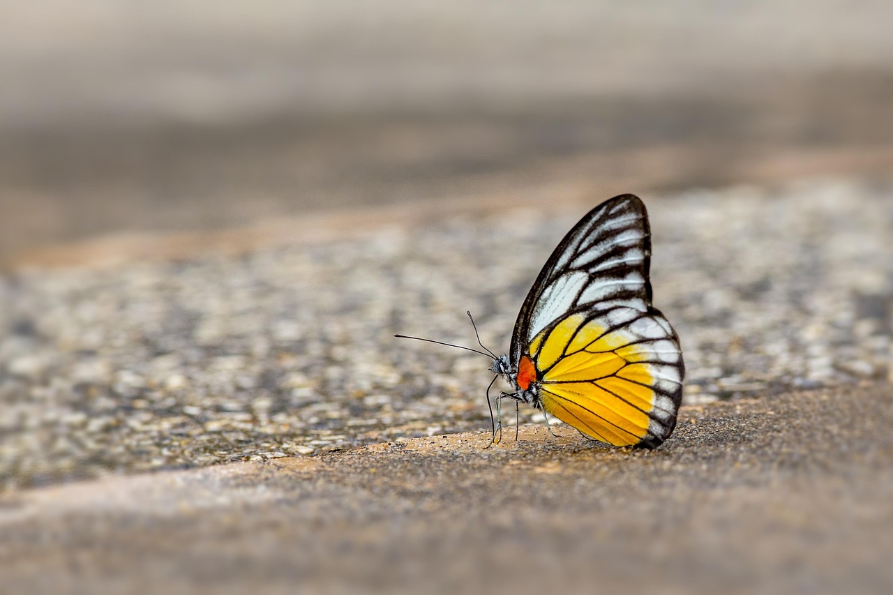 Orange Gull Cepora Judith Thailand - Free photo on Pixabay