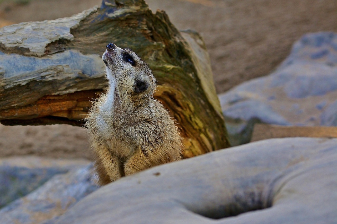 Faune Suricate La Nature - Photo gratuite sur Pixabay - Pixabay
