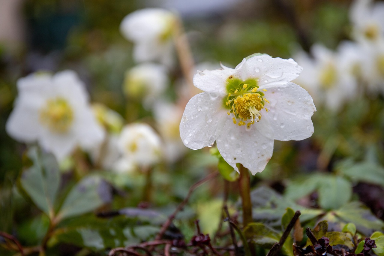 400+ Free Héllébores & Hellebore Images - Pixabay