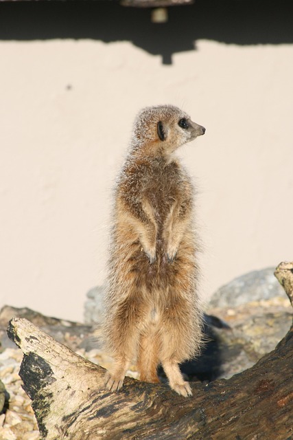 Maki Animal Madagascar - Photo gratuite sur Pixabay - Pixabay