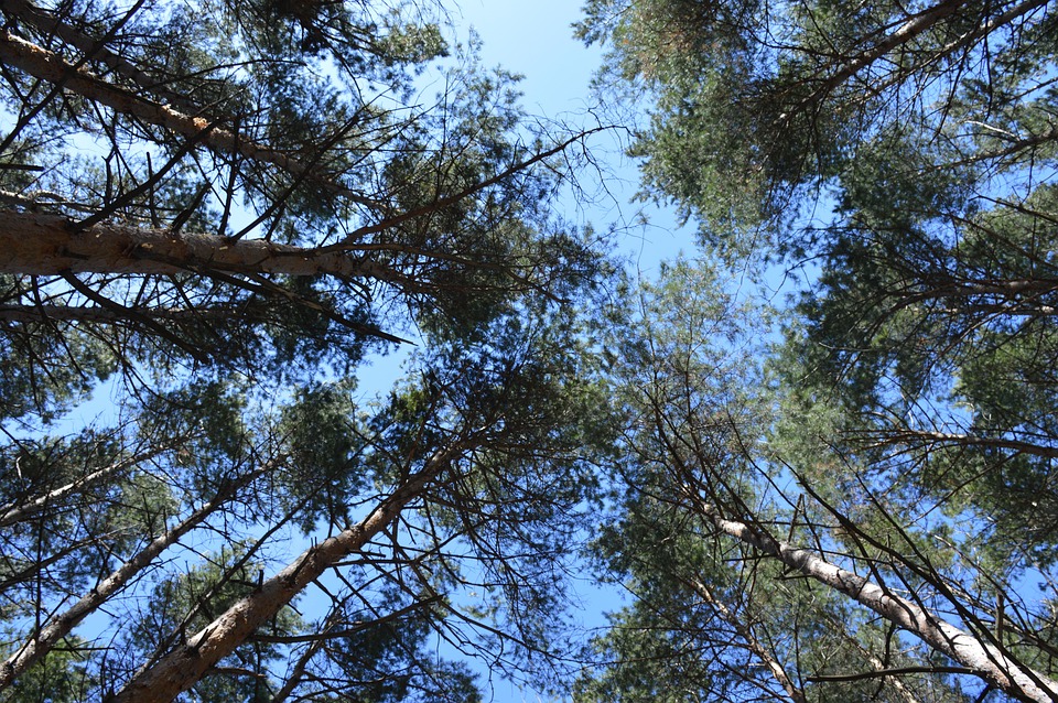 Pine Spring April - Free photo on Pixabay - Pixabay