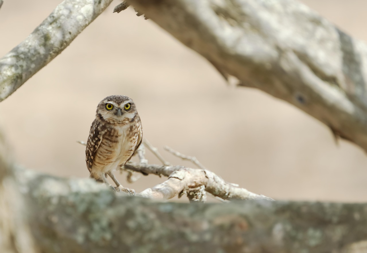 Hibou Oiseau Animal - Photo gratuite sur Pixabay - Pixabay