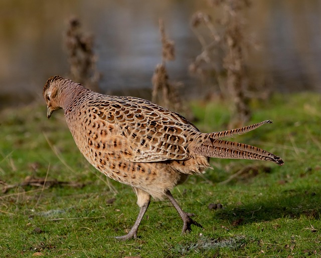 Hembra De Faisán Gallina - Foto gratis en Pixabay - Pixabay