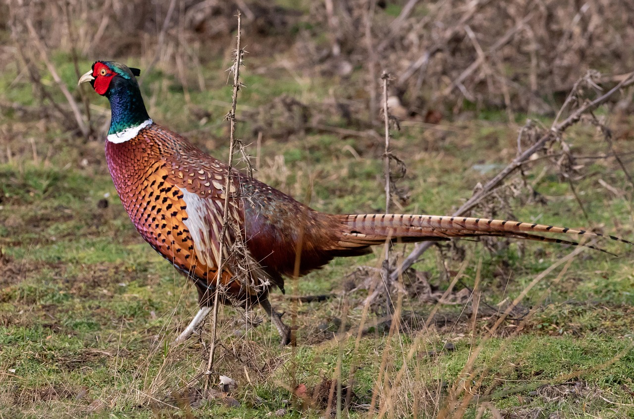 Plus de 600 images de Faisan et de Oiseau - Pixabay
