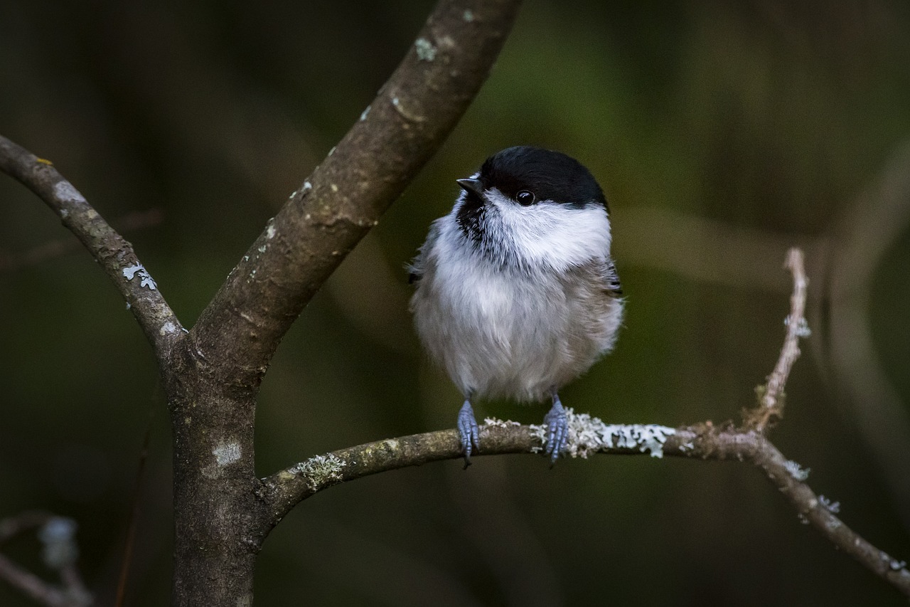 Willow Tit Poecile Montanus Bird - Free photo on Pixabay