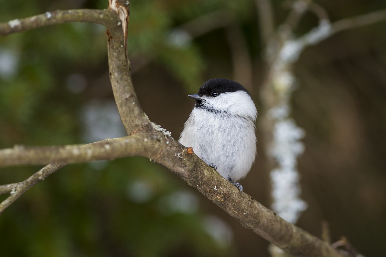 Willow Tit Poecile Montanus Vogel - Kostenloses Foto auf Pixabay - Pixabay
