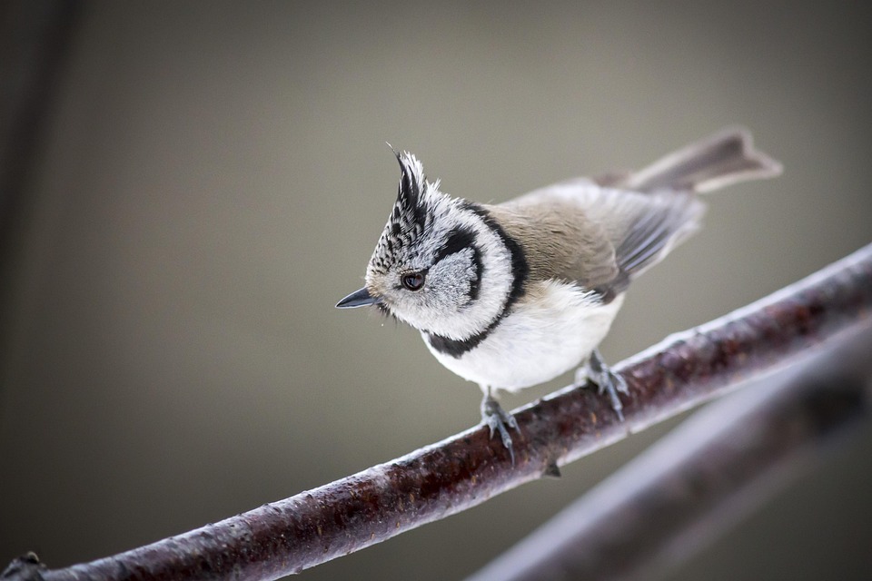 European Crested Tit Lophophanes - Free photo on Pixabay