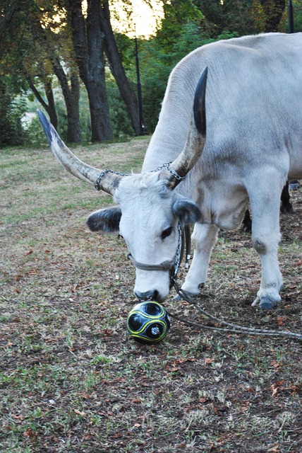 Beef Grey Cattle Game - Free photo on Pixabay - Pixabay