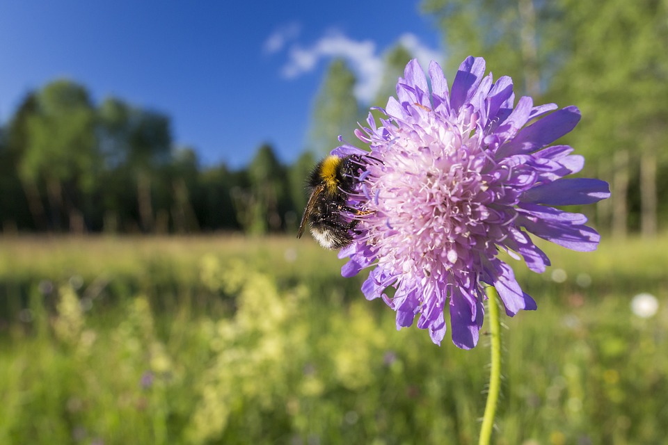 Bug Nature Estonia - Free photo on Pixabay - Pixabay
