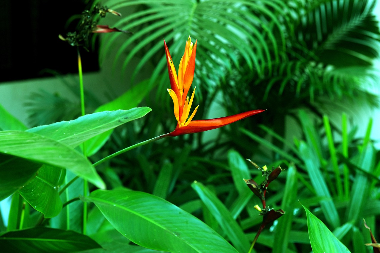 80+ Free Munnar & Kerala Images - Pixabay