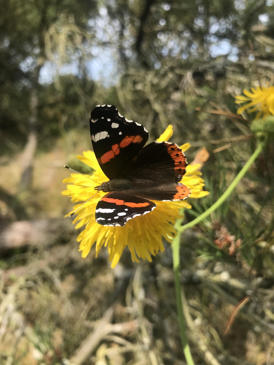 Admiraal Vlinder Edelfalter - Gratis foto op Pixabay - Pixabay