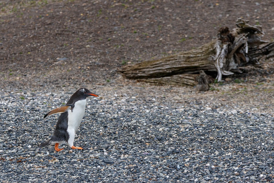 Gentoo Penguin Patagonia - Free photo on Pixabay