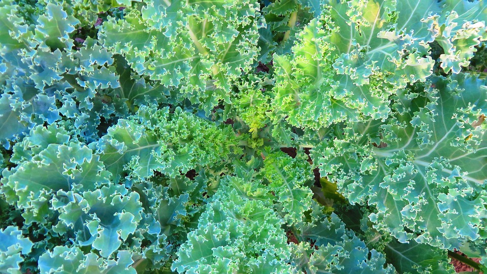 Kale Green A Vegetable - Free photo on Pixabay - Pixabay