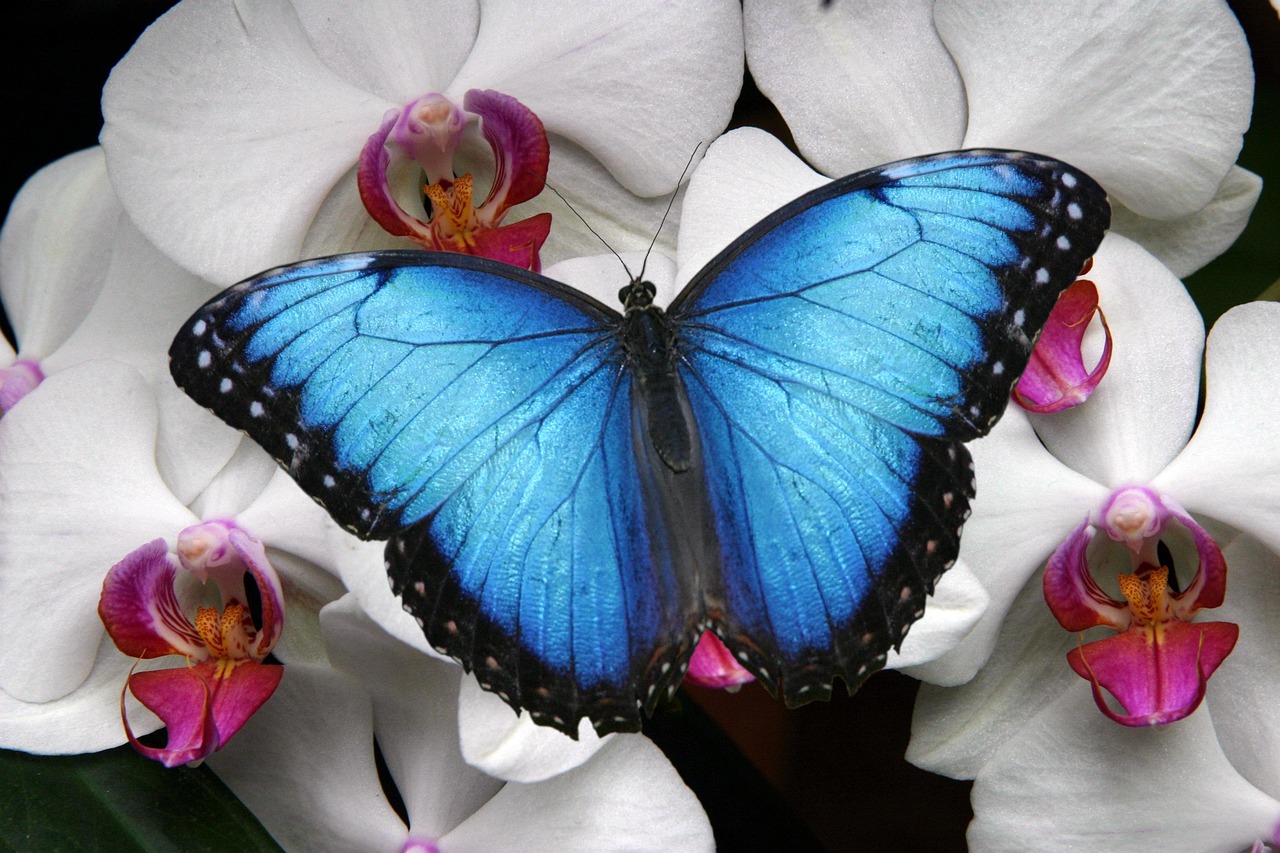 Nature Butterfly Colorful Earth - Free photo on Pixabay - Pixabay