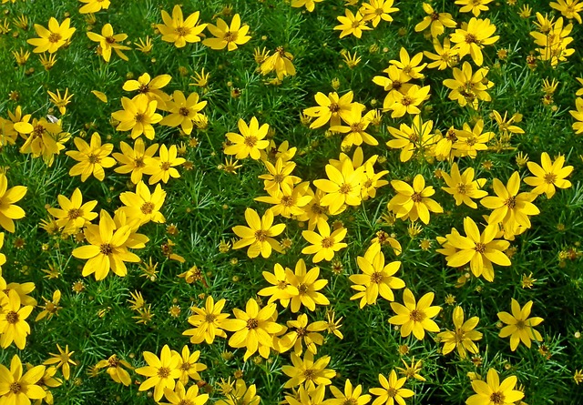 Petites Fleurs Jaune L'Été - Photo gratuite sur Pixabay