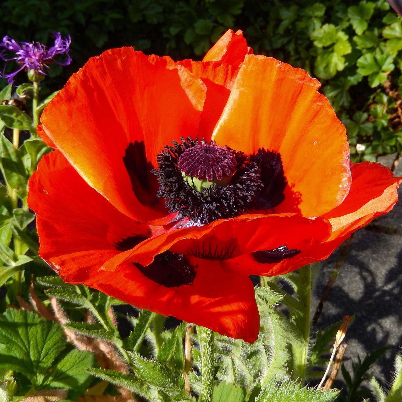 Corn Poppy Papaver Rhoeas Plants - Free photo on Pixabay - Pixabay
