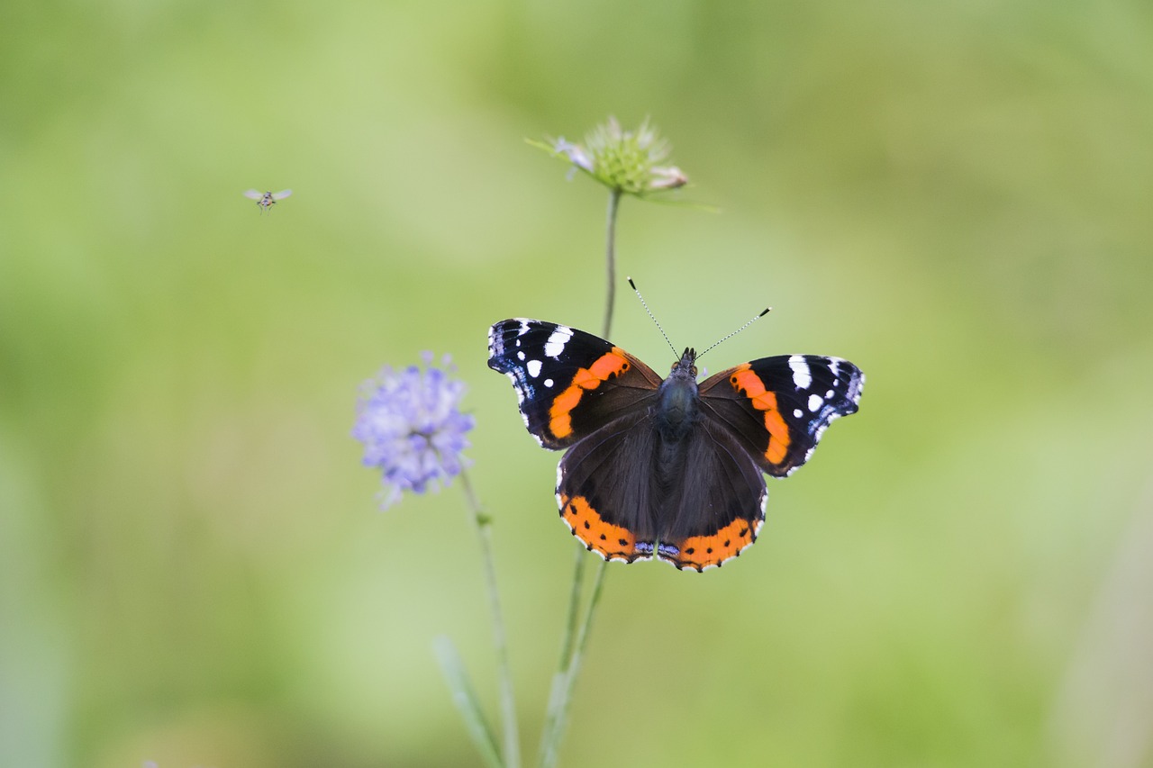 Red Admiral Vanessa Atalanta - Free photo on Pixabay - Pixabay
