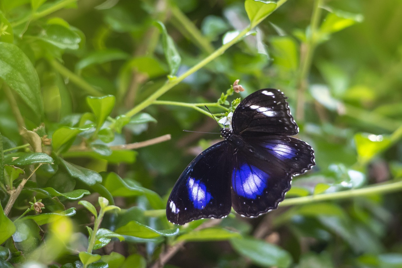 Blue Moon Butterfly Hypolimnas - Free photo on Pixabay - Pixabay