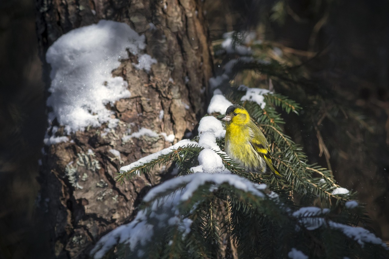 Eurásia Siskin Spinus Neve - Foto gratuita no Pixabay - Pixabay