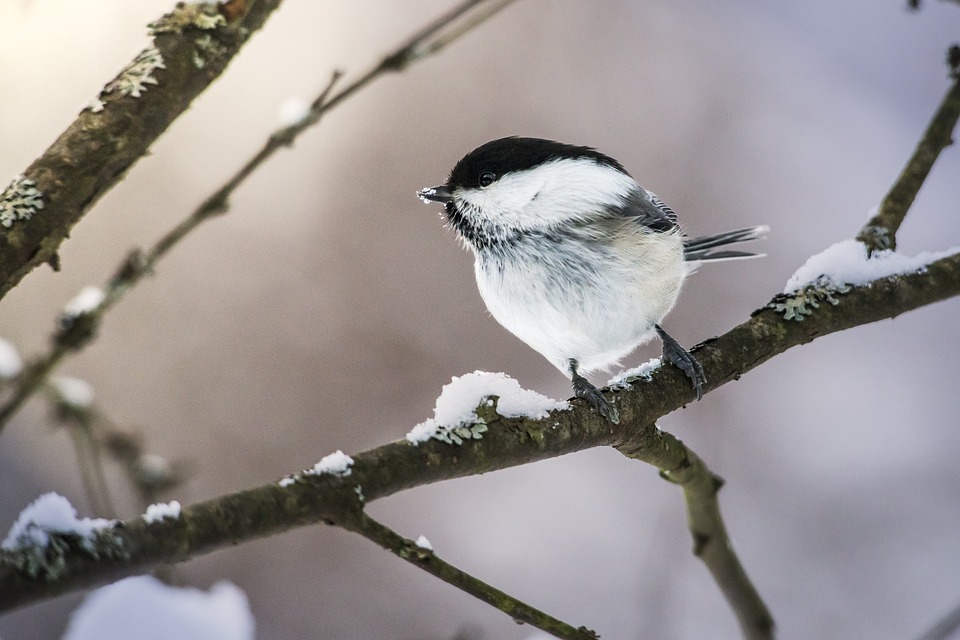 Poecile Montanus Willow Tit - Free photo on Pixabay - Pixabay