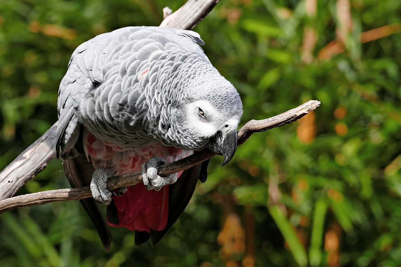 Parrot Gray Plumage - Free photo on Pixabay - Pixabay
