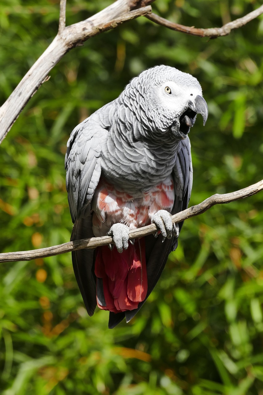 Parrot Gray Bird - Free photo on Pixabay