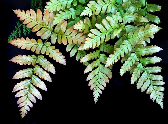Fern Foliage Leaf - Free photo on Pixabay - Pixabay