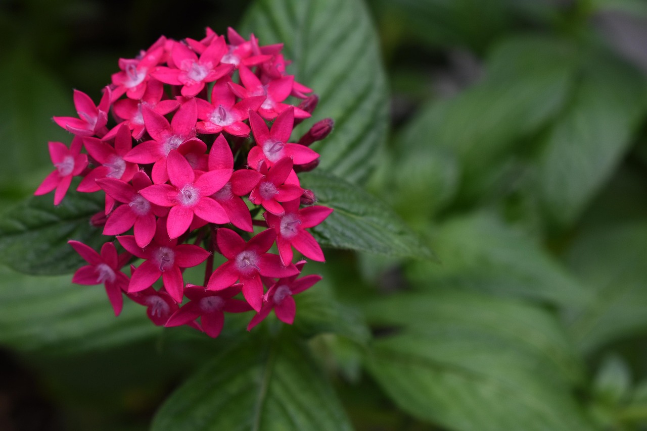 Flor Jardín Rosado - Foto gratis en Pixabay - Pixabay