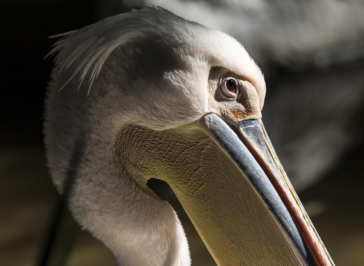 Pelican Bird Nature - Free photo on Pixabay
