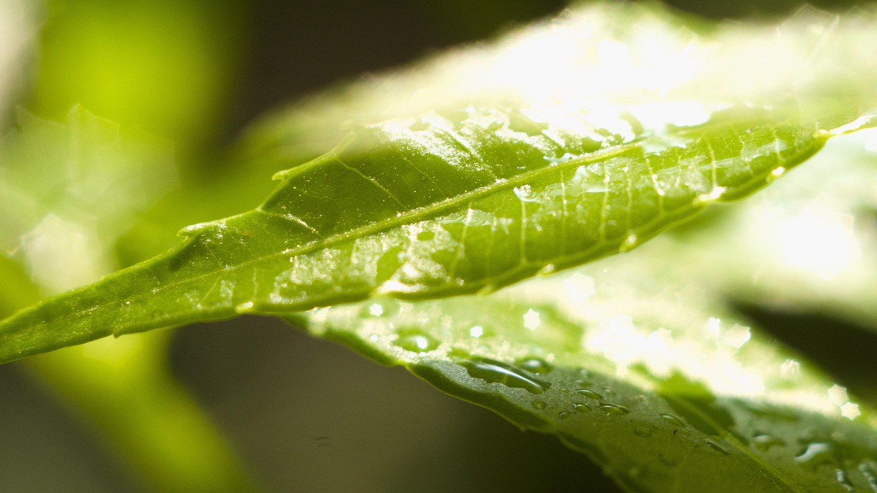 Snow Green Nature - Free photo on Pixabay - Pixabay