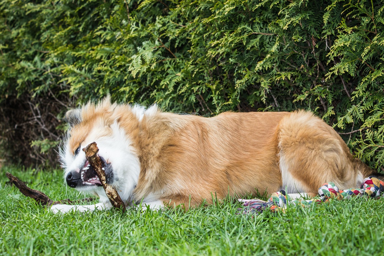 Anjing Memainkan Tindakan - Foto gratis di Pixabay - Pixabay