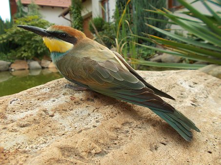 30+ Free European Bee-Eater & Bird Images - Pixabay