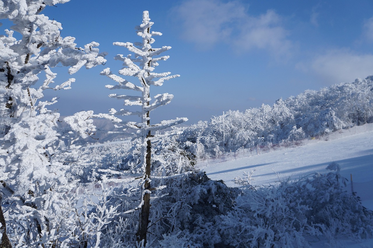 Snow Winter Frozen - Free photo on Pixabay