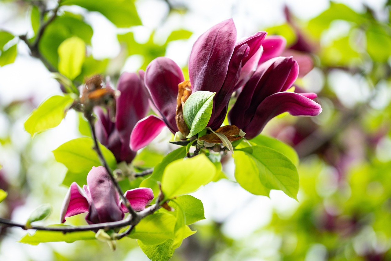 Bunga Merah Jambu Musim Semi - Foto gratis di Pixabay - Pixabay