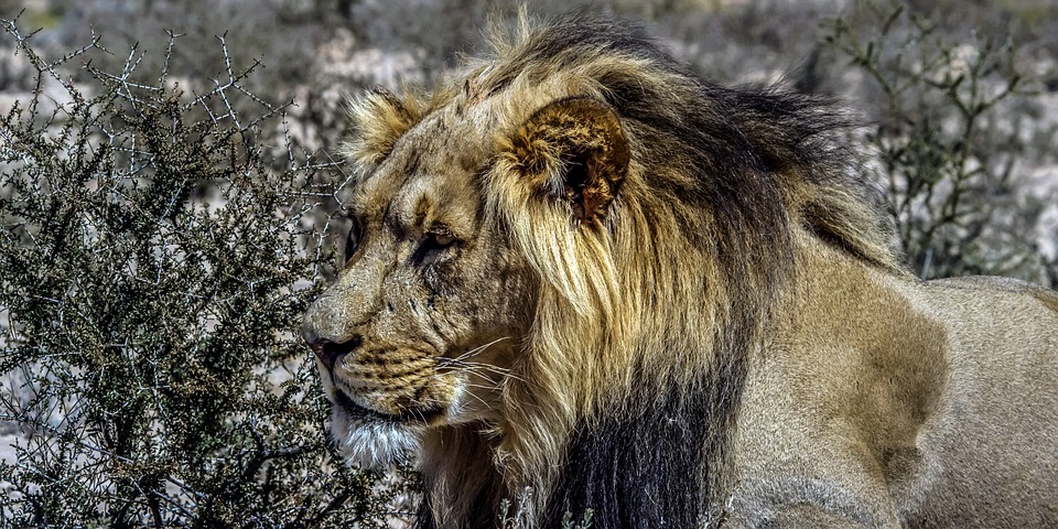 Lion Gros Chat Kalahari Afrique Du - Photo gratuite sur Pixabay - Pixabay