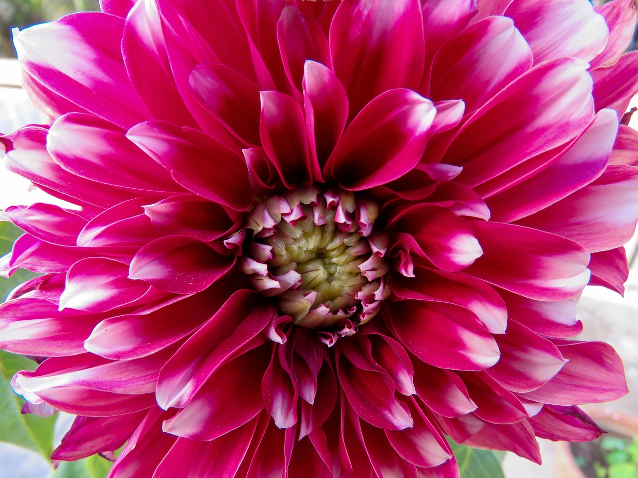60+ Free Welcome Plant & Welcome Images - Pixabay