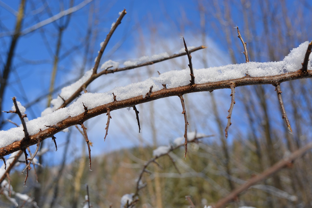 Haluz Branch Thorns - Free photo on Pixabay - Pixabay